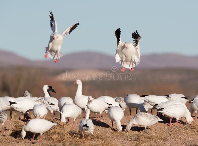 Snow Goose Landing In Large Flock Stock Image - Image of glide, avian ...