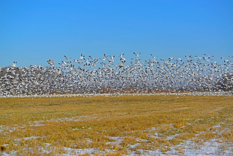 Snow Geese Lift Off stock photo. Image of birds, caerulescens - 28901670