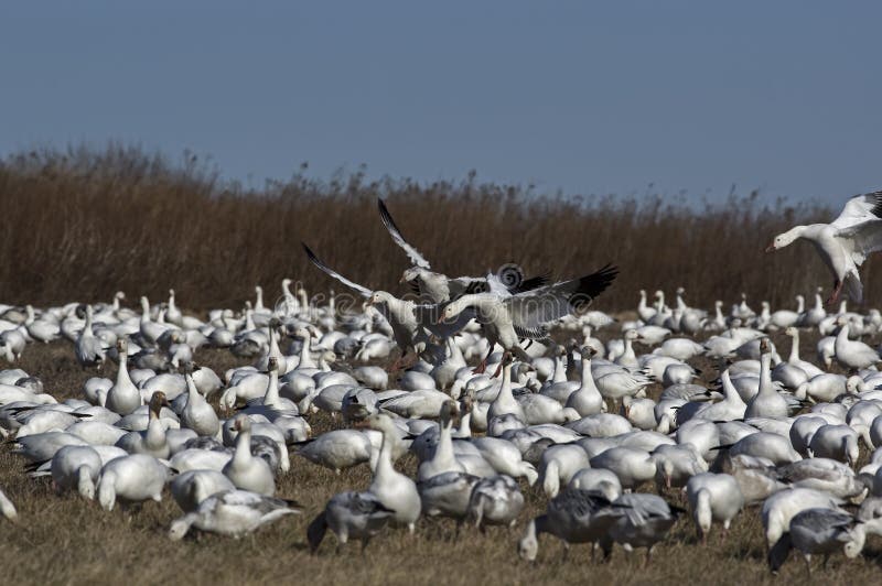 Snow Geese Migrating stock photo. Image of feathers, wildlife - 88788378