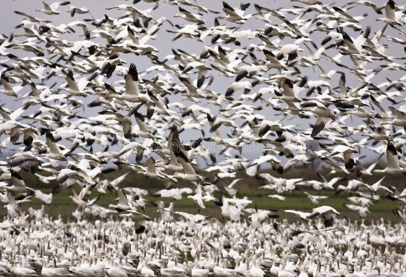 Snow Geese Migration stock image. Image of field, migrating - 5122211