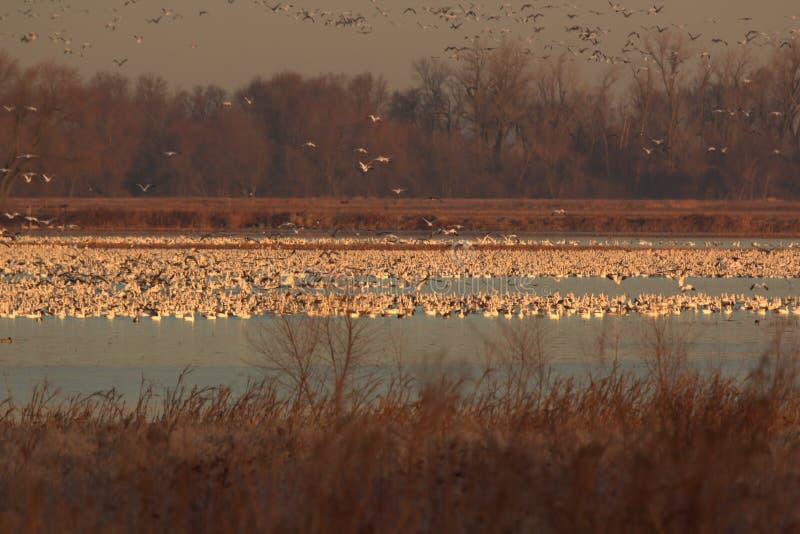 Snow Geese Migration in the Fall Stock Photo - Image of flying, scenic ...
