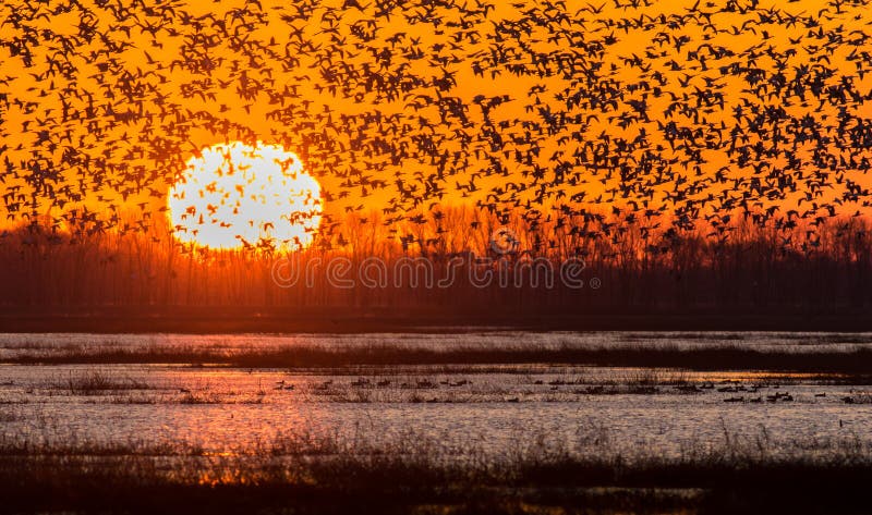Snow Geese Migration stock image. Image of migration - 70841375