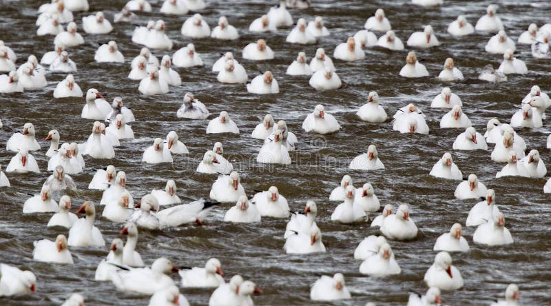 Snow Geese on River Facing Camera Stock Image - Image of looking, creek ...