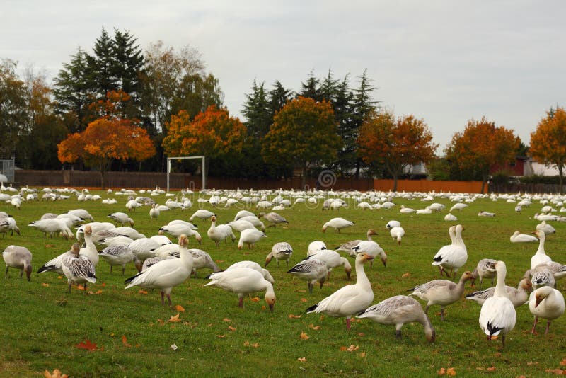 Snow Geese on Sports Field stock image. Image of wildlife - 22617343