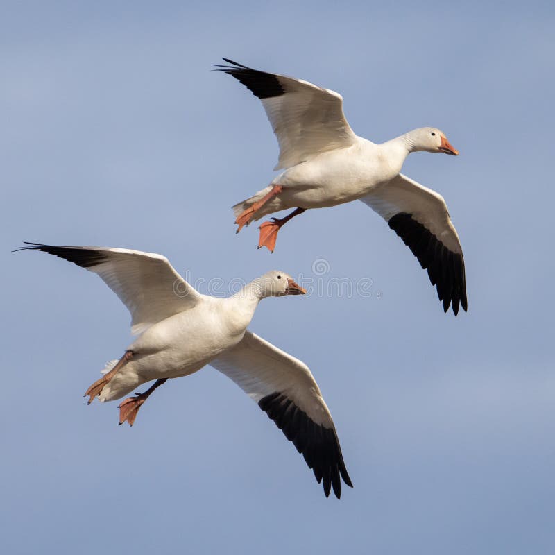 Snow Geese stock image. Image of creek, goose, feet - 270399967