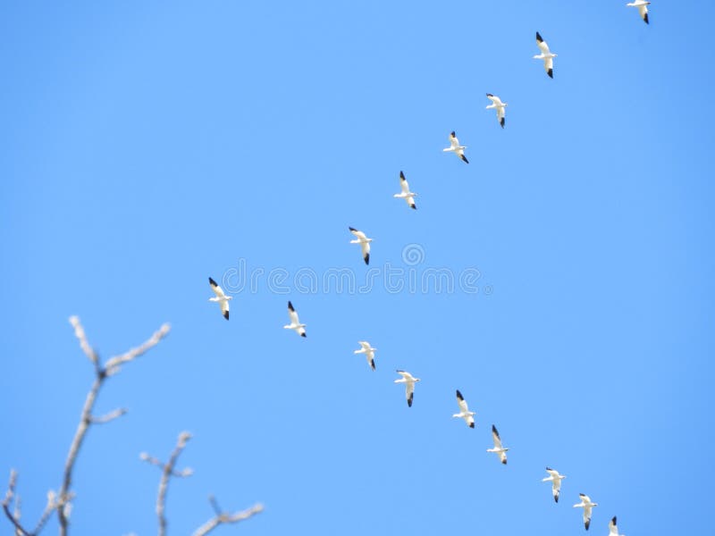 Snow Geese in V Formation Flying Overhead Stock Photo - Image of ...