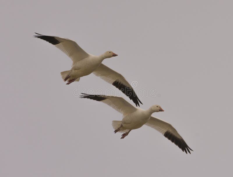 Snow Geeses Flying To the Arctic Stock Image - Image of outdoors ...