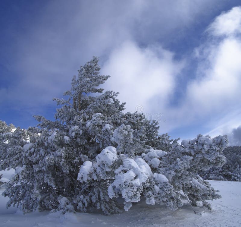 Snow giant stock photo. Image of blue, cold, tree, mountains - 7945608