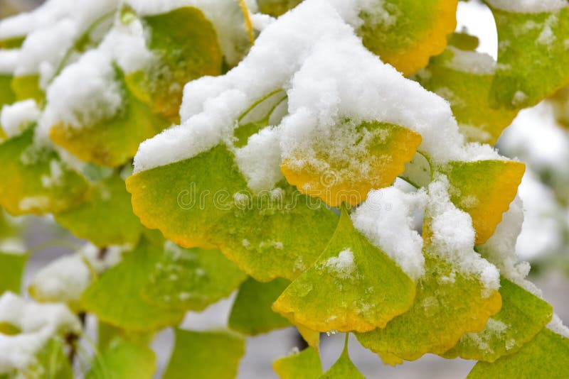 Snow on Ginkgo leaves stock photo. Image of winter, leaves - 234118094