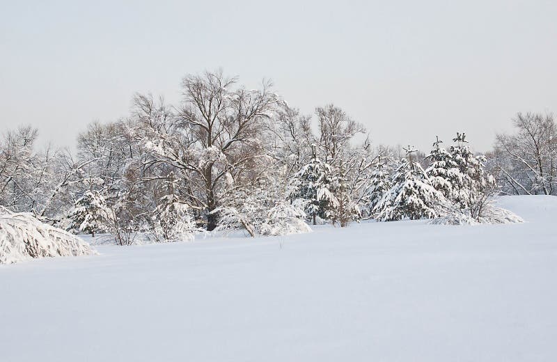 Snow Glade and Trees Under Snow in Winter Stock Image - Image of spruce ...