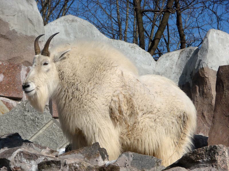 Snow goat stock photo. Image of sunny, stone, beautiful - 15902138