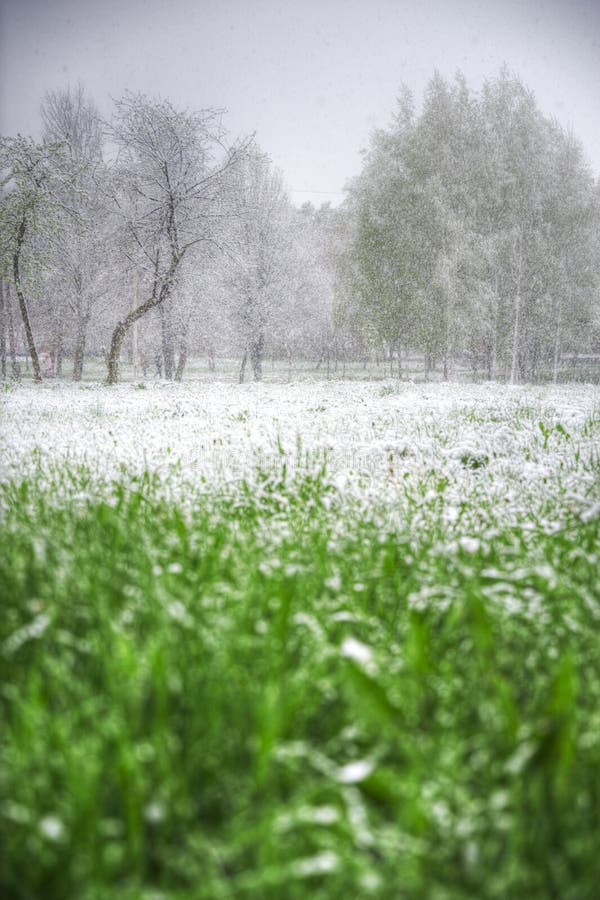 Snow goes in the summer stock photo. Image of flora, pasture - 93045832