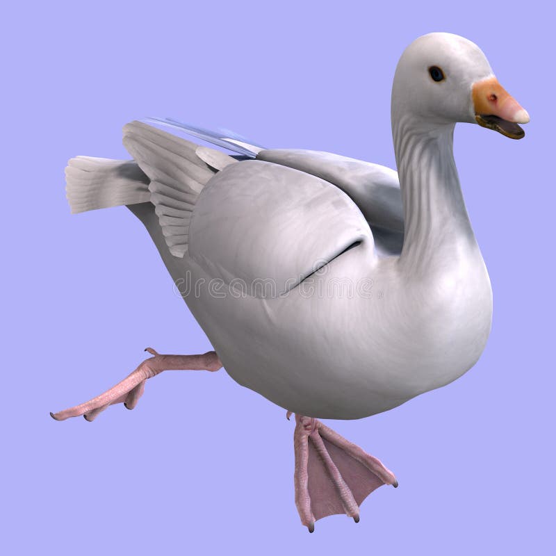 Snow goose stock illustration. Illustration of assault - 10434211