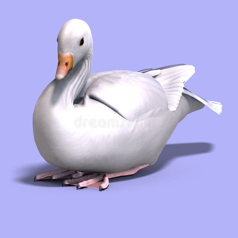 Snow goose stock illustration. Illustration of poult - 10495248
