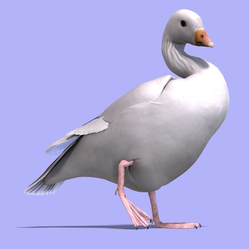 Snow Goose Stock Illustrations – 576 Snow Goose Stock Illustrations ...