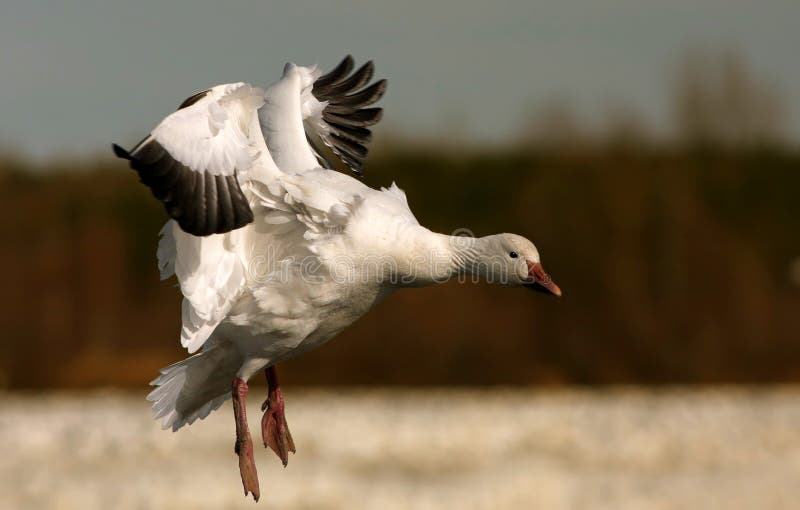 Snow Goose Landing stock photo. Image of wing, flock, migrate - 8483776