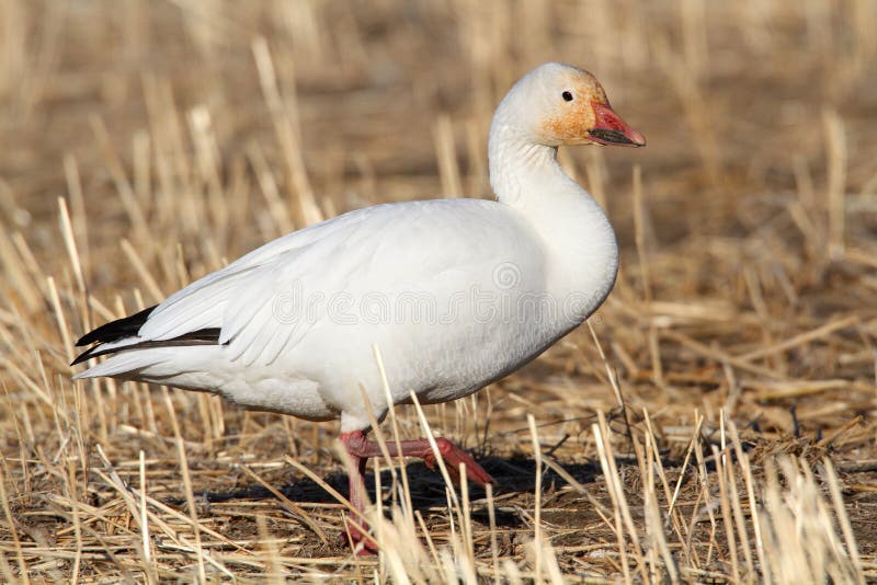 Snow Goose stock image. Image of beak, nature, bird, white - 22428563