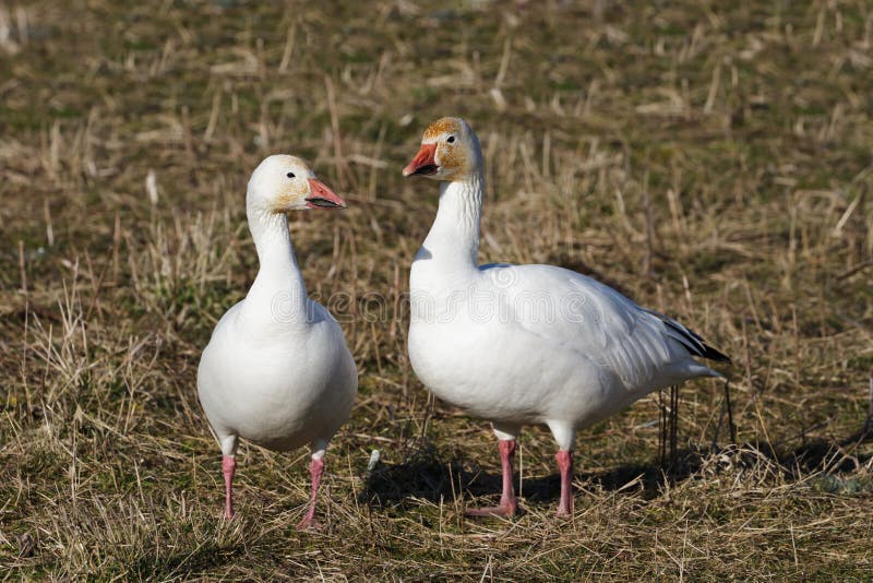 Snow Goose stock photo. Image of wild, bird, nature, vancouver - 23844390