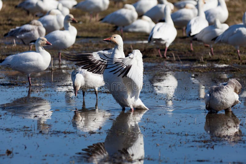 Snow Goose stock image. Image of white, snow, bird, nature - 24096295