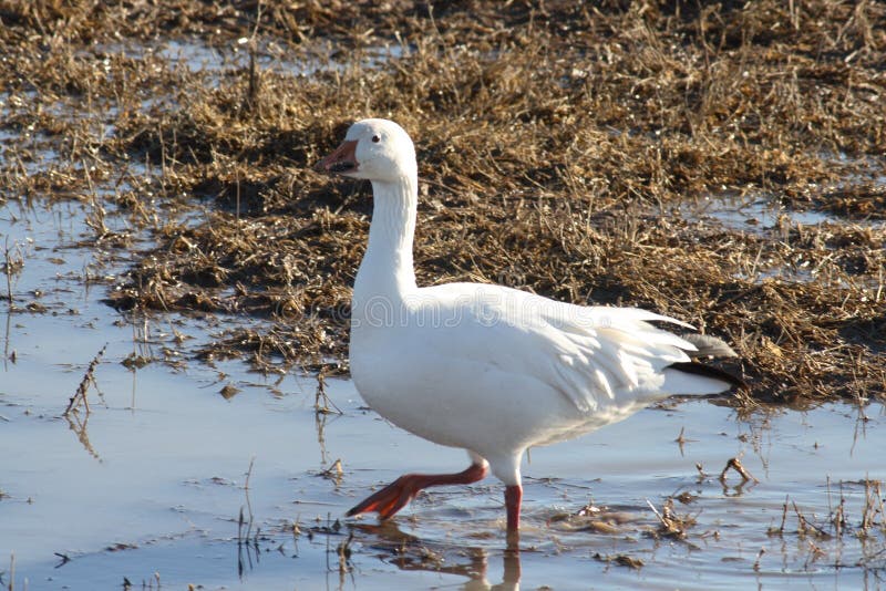 Snow Goose Picture. Image: 4057536