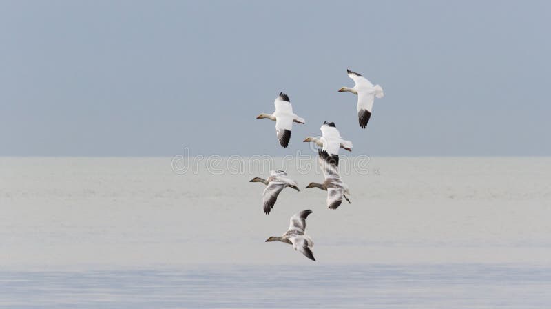 Snow Goose bird stock photo. Image of white, nature - 169632340
