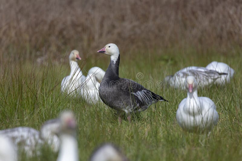 Goose with Blue Eyes stock photo. Image of animal, goose - 5348190