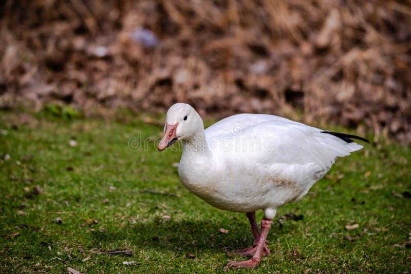 Snow Goose Eating the Grass Stock Photo - Image of outdoor, blue: 182851542