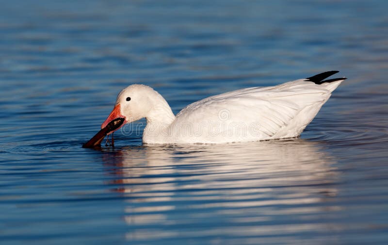 Snow goose feeding stock photo. Image of pond, water - 16197322