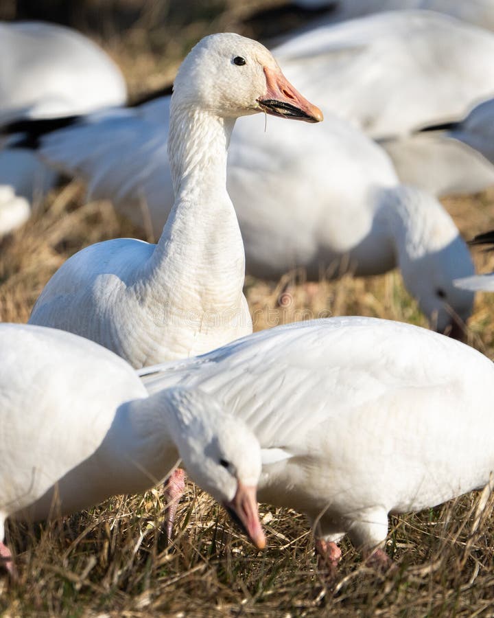 Snow Goose in Field stock photo. Image of wild, animals - 270400384