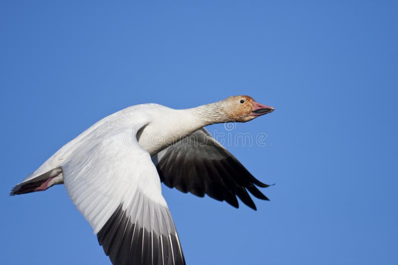 Snow goose flying stock photo. Image of flight, open - 12934104