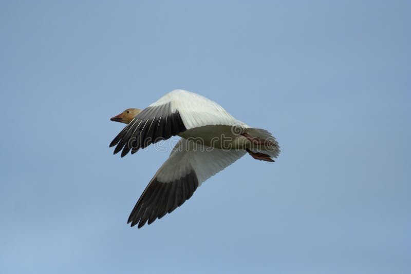 Snow goose flying stock image. Image of fowl, waterfowl - 16490685