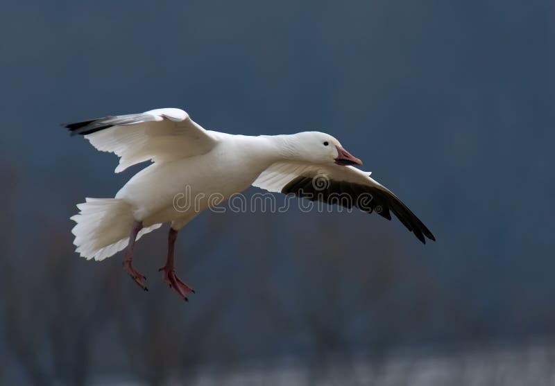 Snow Goose Flying stock image. Image of fowl, water, flight - 8483771