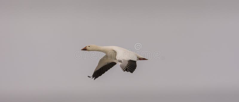 Snow Goose Flying Toward the Arctic Stock Photo - Image of wings ...