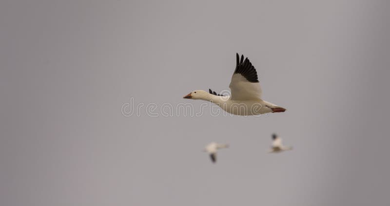 Snow Goose Flying Toward the Arctic Stock Image - Image of spring ...