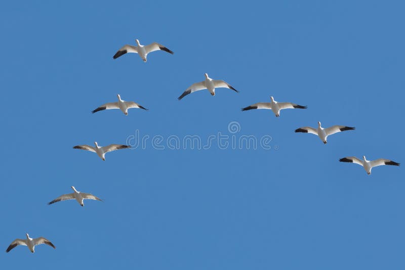 Snow Goose - Anser Caerulescens Stock Image - Image of canadian ...