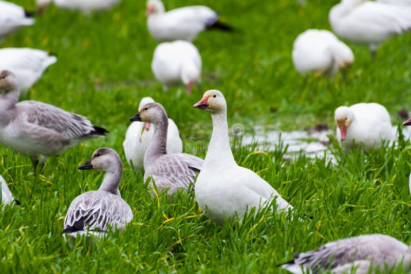 White Snow Goose stock photo. Image of canada, nature - 178243900