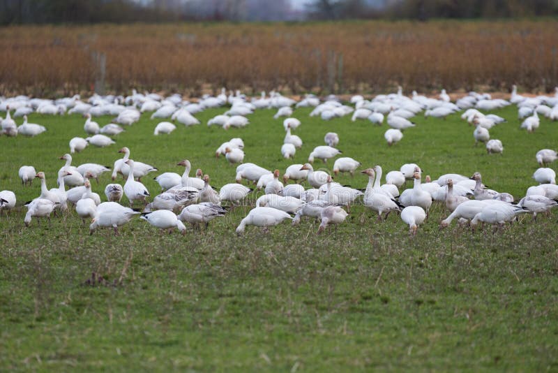 White Snow Goose stock photo. Image of green, wild, snow - 164756350