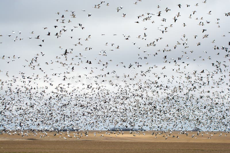 Fall Goose Migration stock photo. Image of migration - 46454268