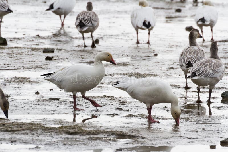 Snow Goose stock photo. Image of white, bird, goose, geese - 78439348