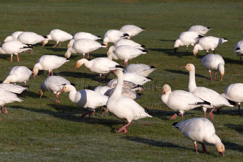 Snow Goose bird stock photo. Image of migratory, white - 153524674