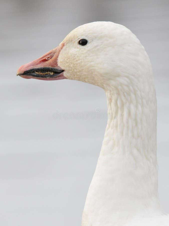 Snow goose portrait stock photo. Image of aviary, snow - 20705086