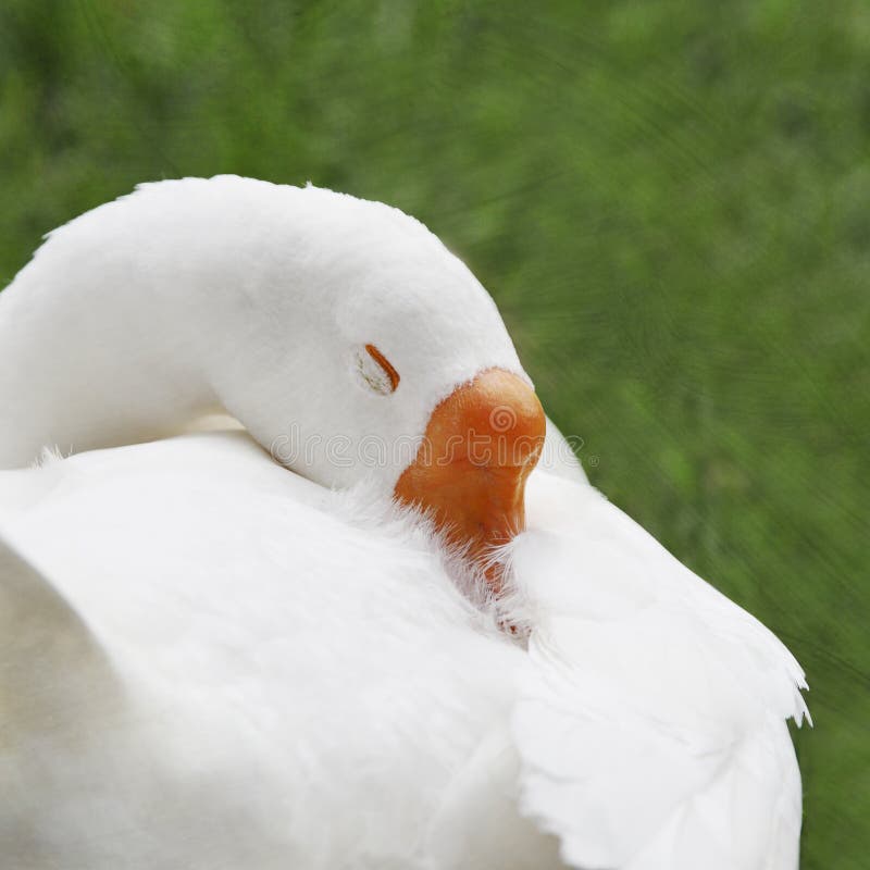 Snow Goose, Sleeping stock image. Image of beauty, closeup - 16754085
