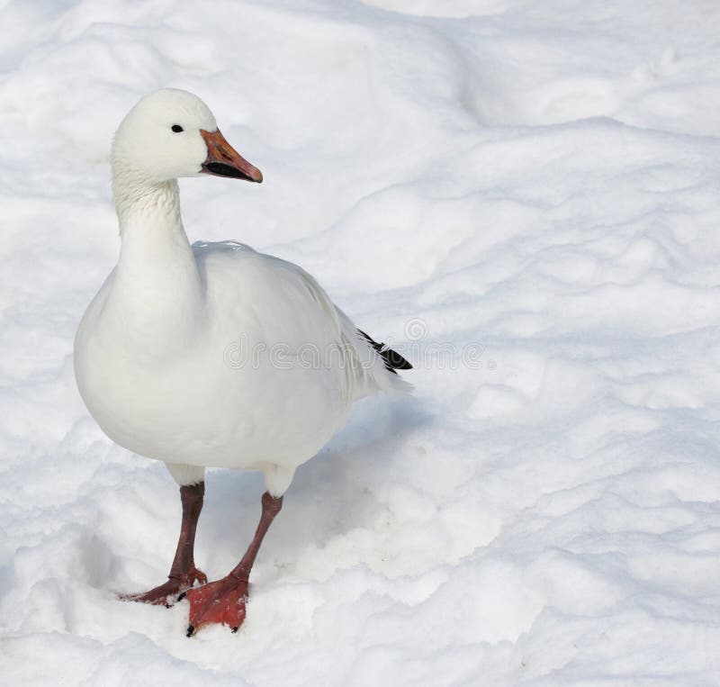 Snow Goose Feathers stock image. Image of close, blue - 51693693