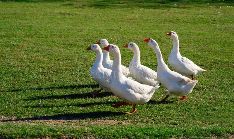 Snow Goose Walking on the Grass. Farm Animal Stock Image - Image of ...