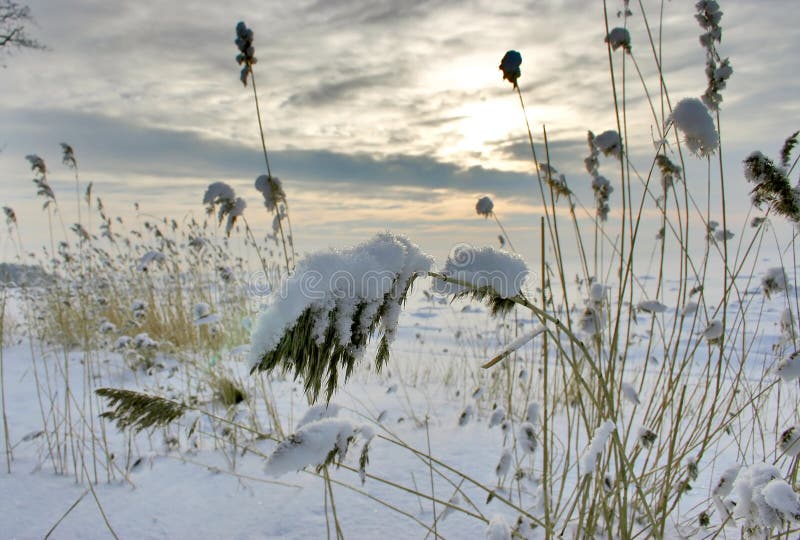 Snow and Grass stock image. Image of purity, frost, grass - 466845
