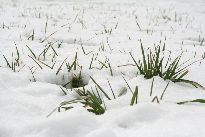 Snow and grass stock image. Image of lawn, grass, season - 471677