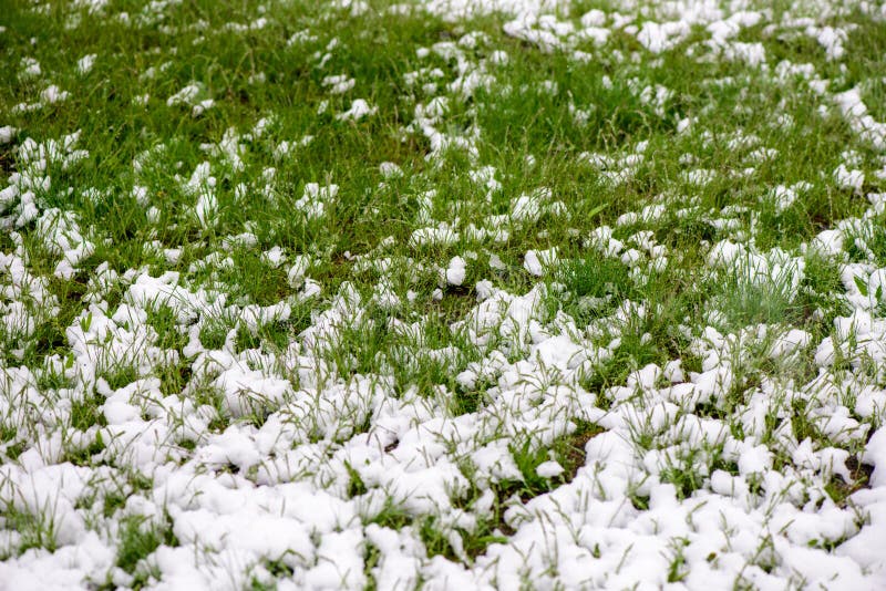 Snow on the Grass. the Arrival of Spring. Stock Photo - Image of ...