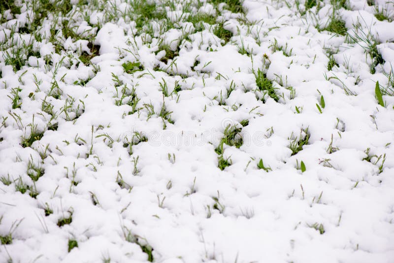 Snow on the Grass. the Arrival of Spring. Stock Photo - Image of flora ...