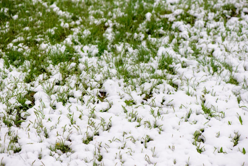 Snow on the Grass. the Arrival of Spring. Stock Image - Image of fall ...