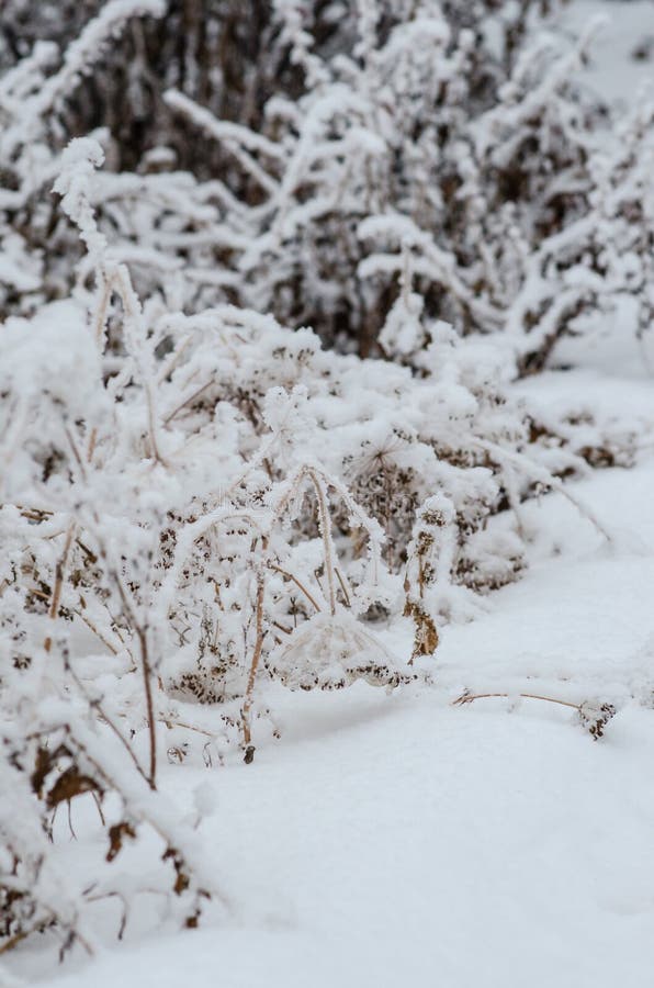 Snow on the Grass in a Garden Stock Image - Image of season, nature ...
